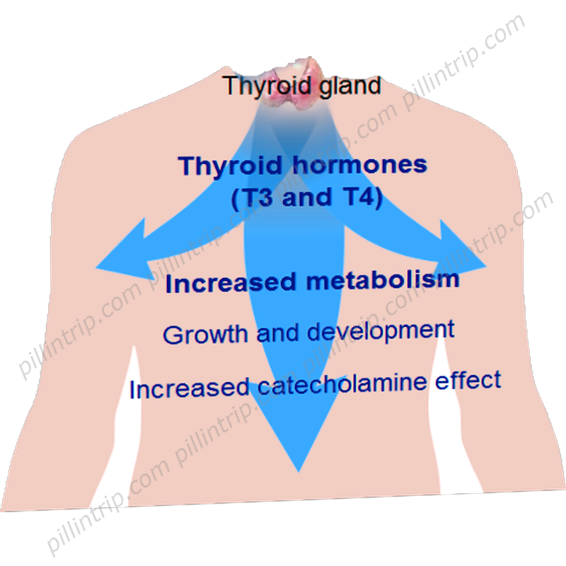 Hyomide : Uses, Side Effects, Interactions, Dosage / Pillintrip